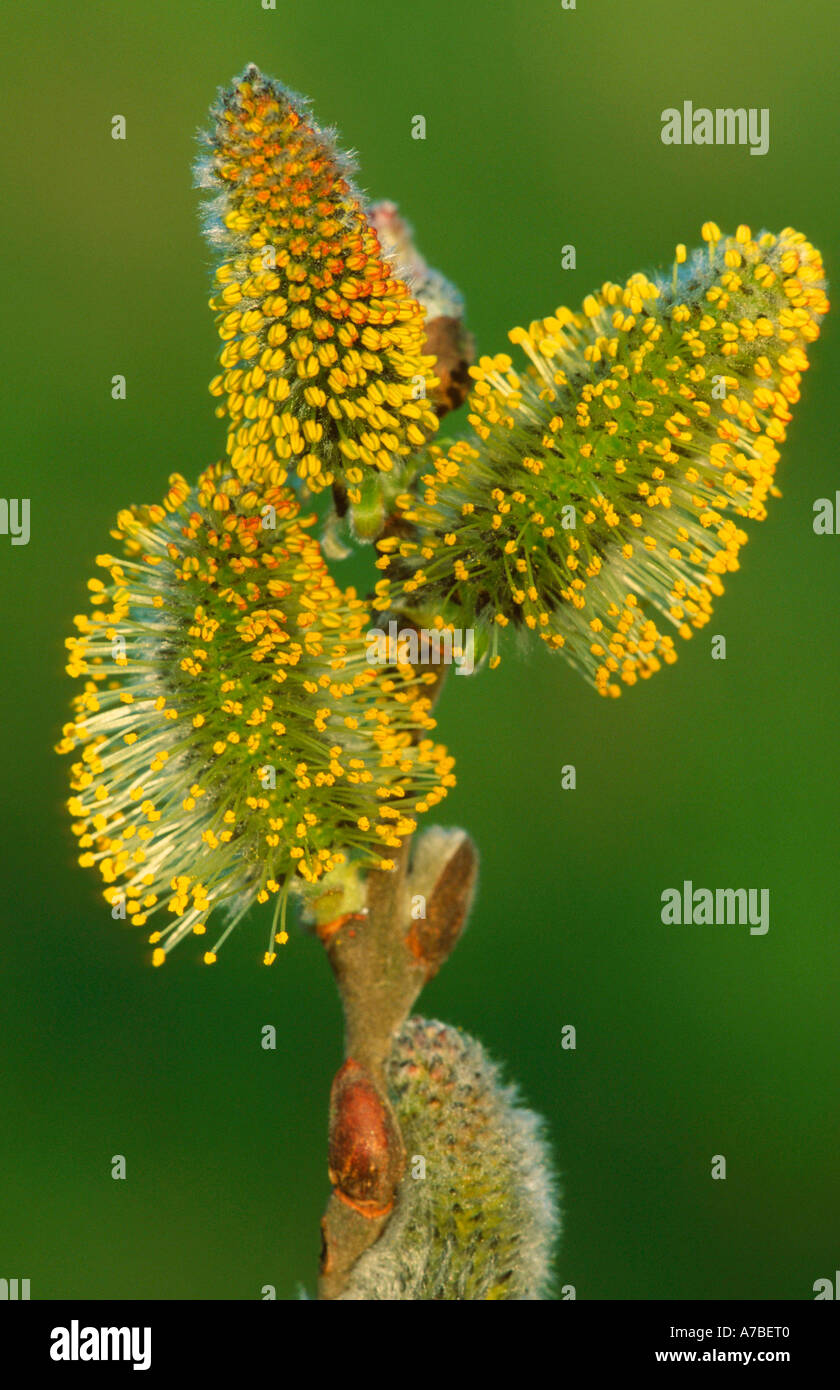 Great Sallow / Goat Willow Stock Photo - Alamy