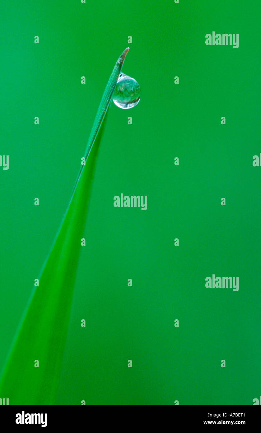 Drop of water on blade of grass Stock Photo - Alamy