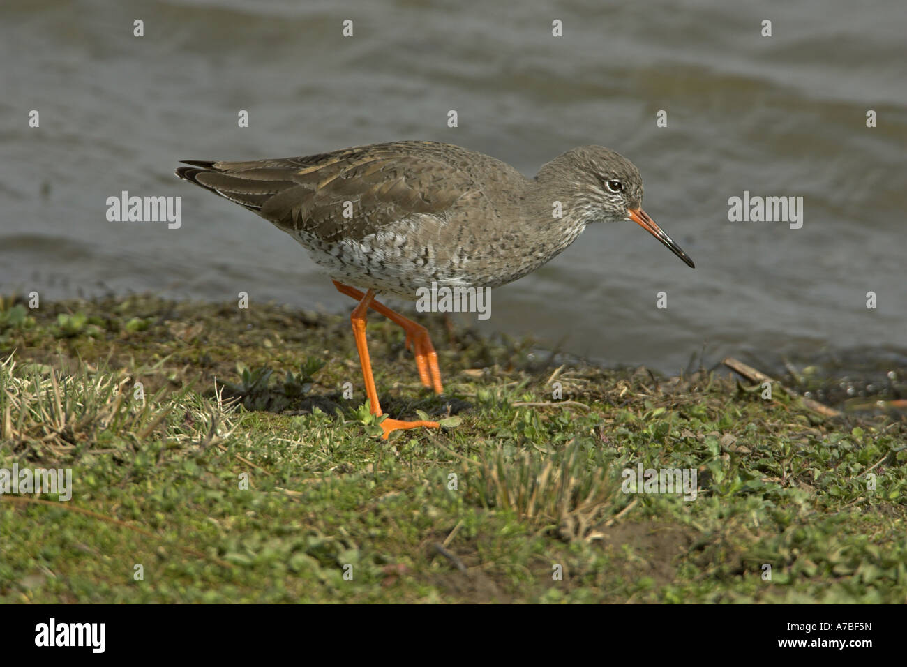 Common Redshank Tringa totanus adult on bank, RSPB Old Moor Wetland ...
