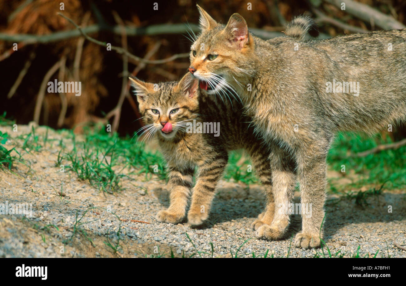 Common Wild Cat / European Wild Cat Stock Photo - Alamy