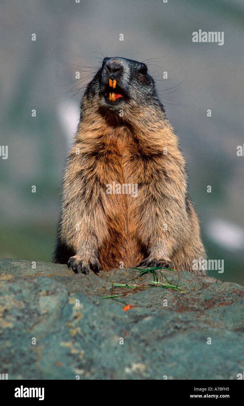 Alpine marmot marmota marmota calling hi-res stock photography and ...