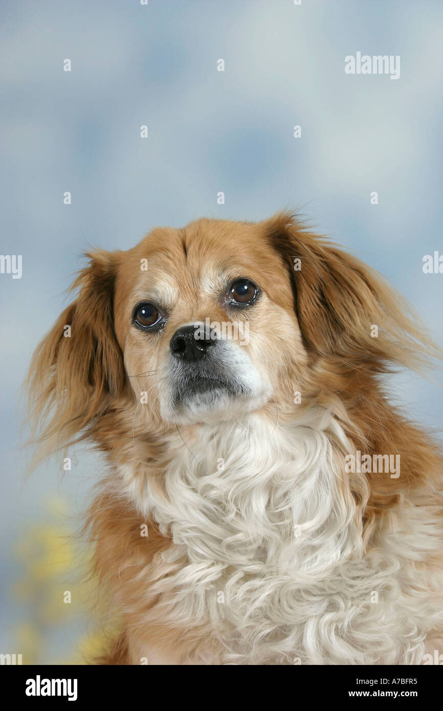 Mixed Breed Dog Stock Photo - Alamy