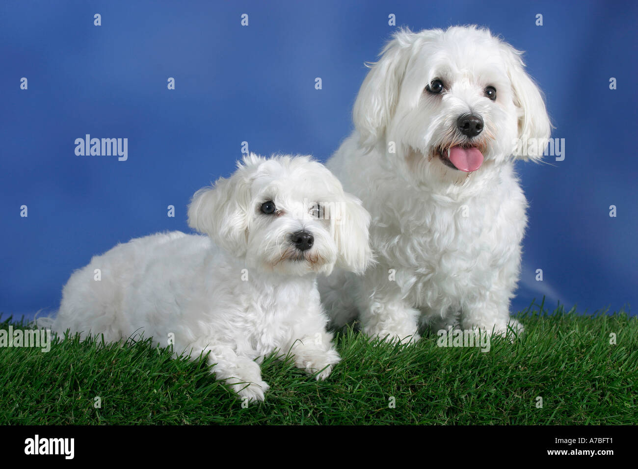 Two white maltese dogs dog hi-res stock photography and images - Alamy