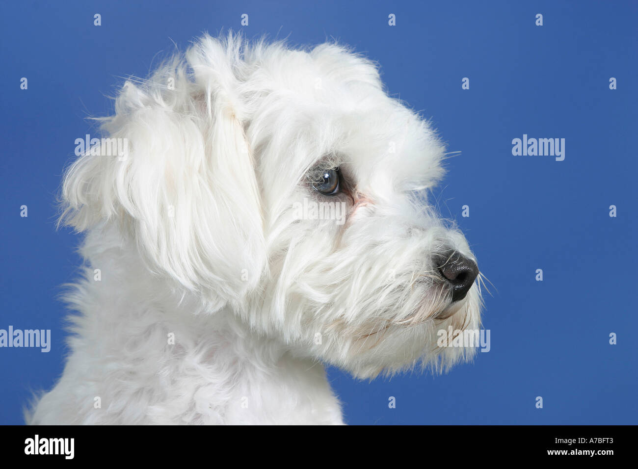 Maltese profile side hi-res stock photography and images - Alamy