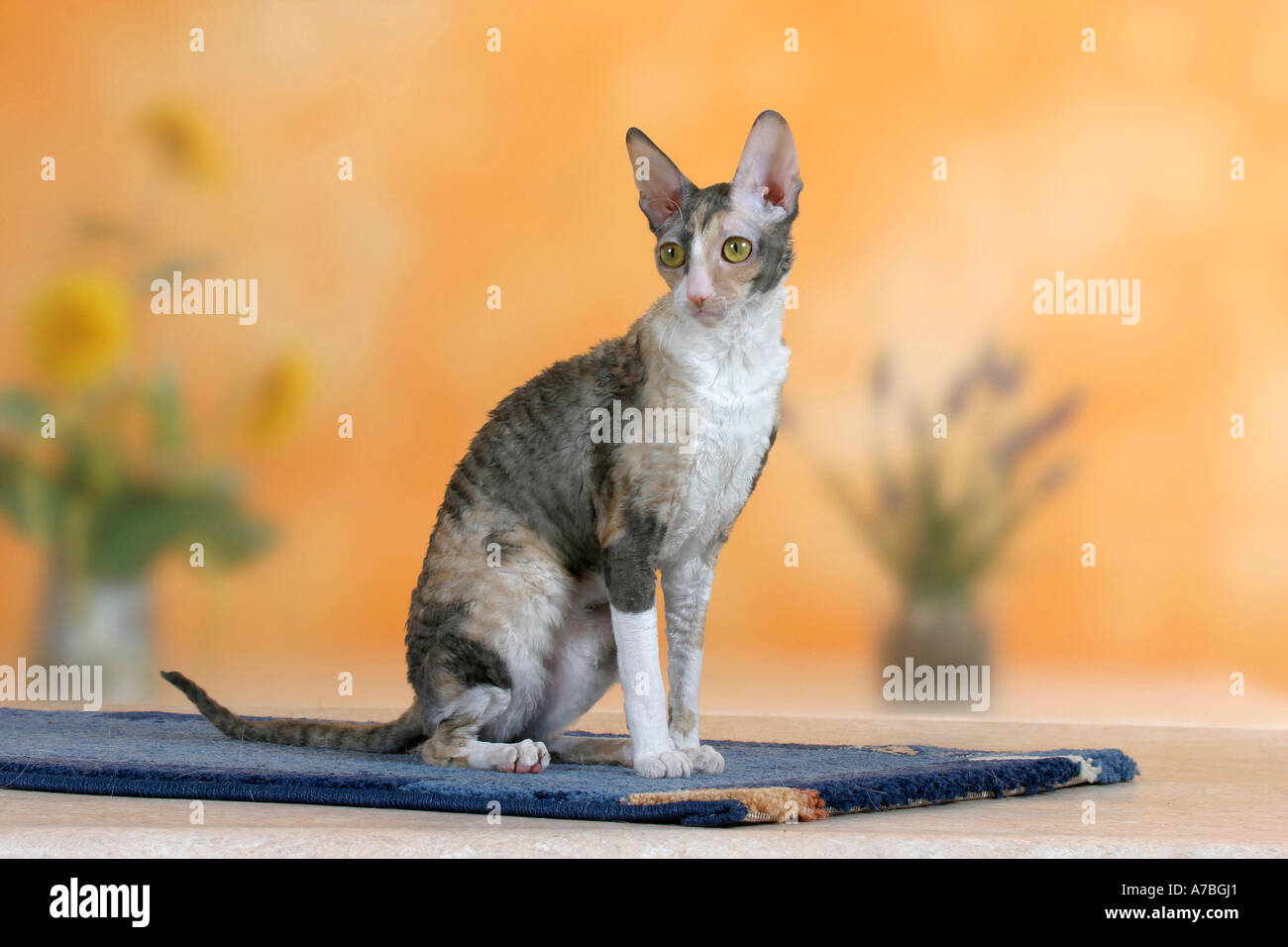Rex hi-res stock photography and images - Alamy