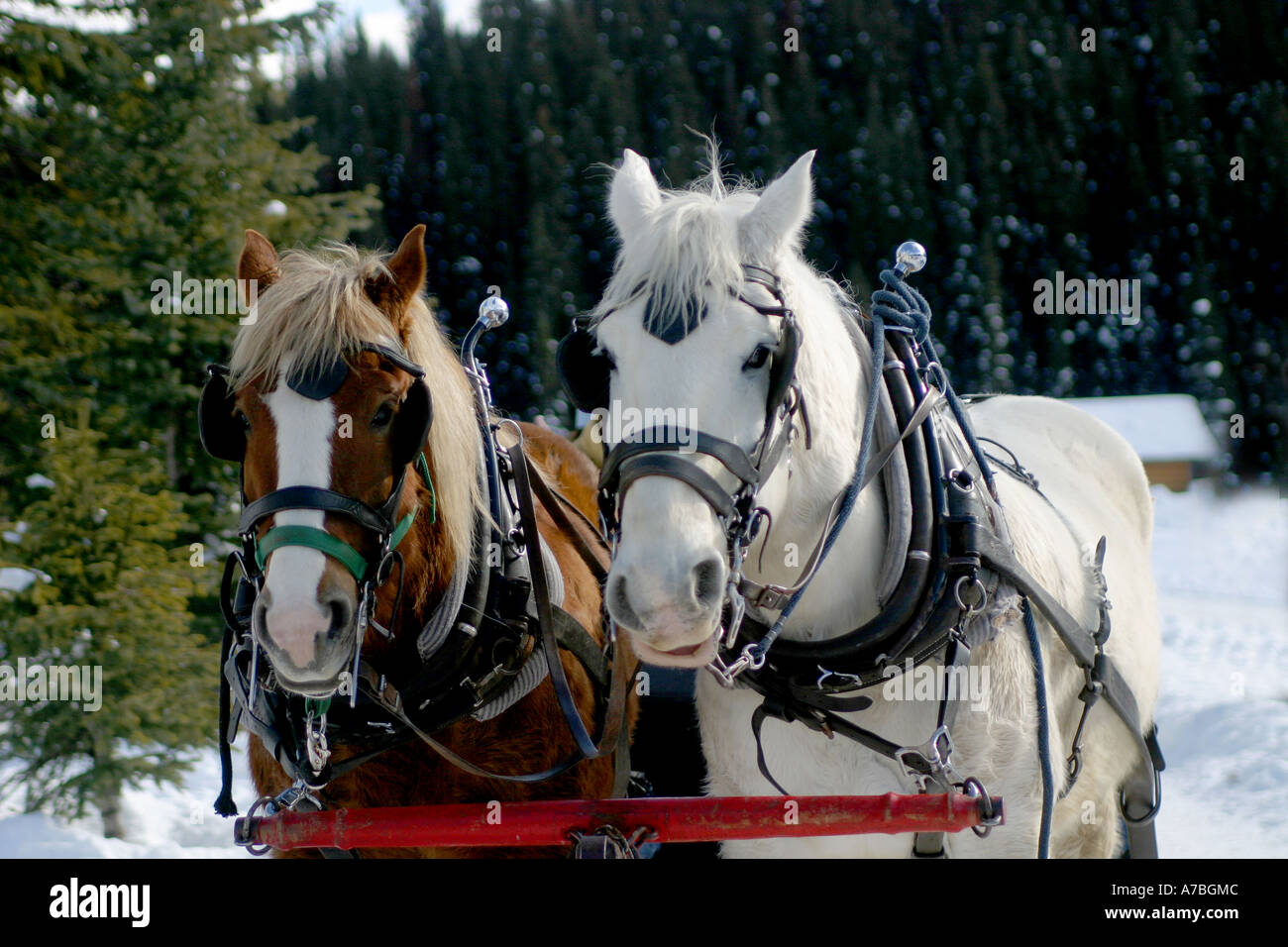Horse drawn sleigh ride hi-res stock photography and images - Alamy
