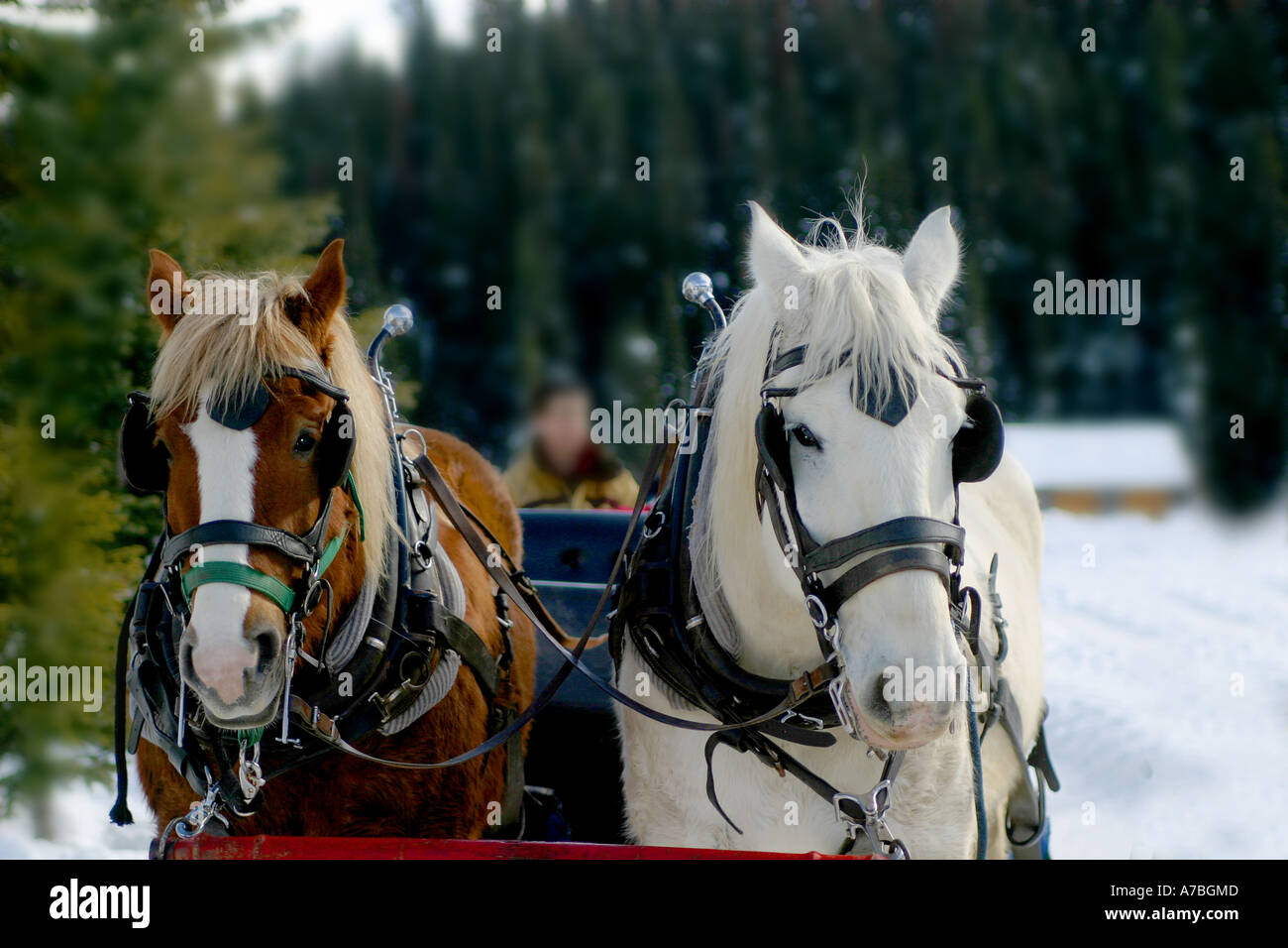Horse drawn sleigh Stock Photo - Alamy