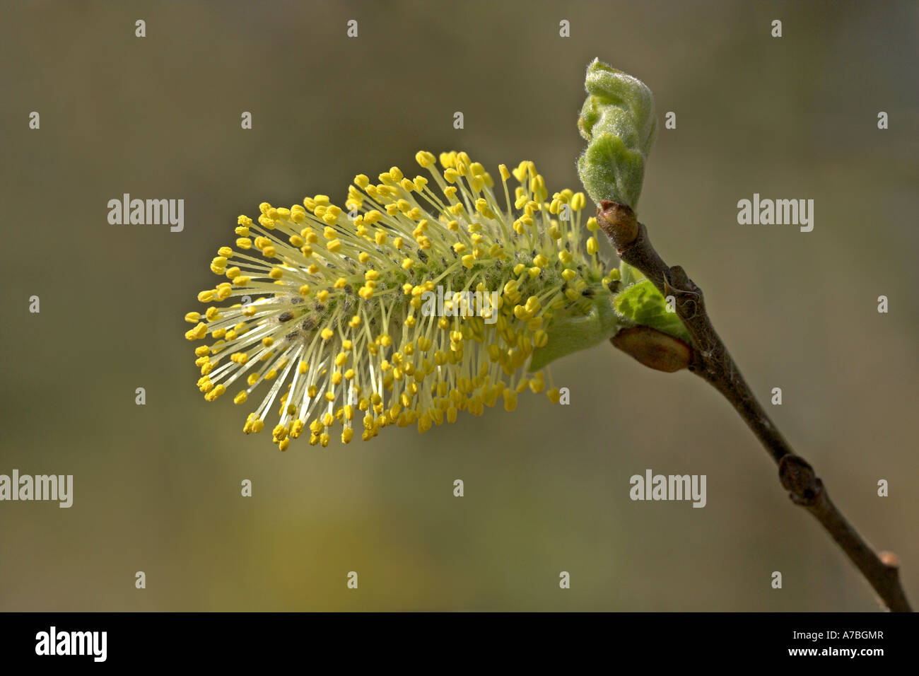 Goat Willow Salix caprea male catkin, Potteric Carr Nature Reserve ...
