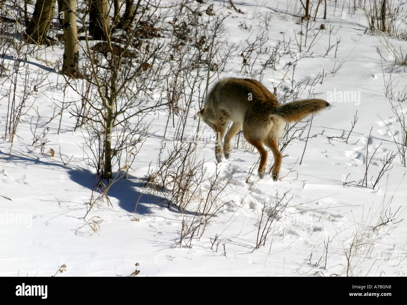 Bushy tail coyote hi-res stock photography and images - Alamy