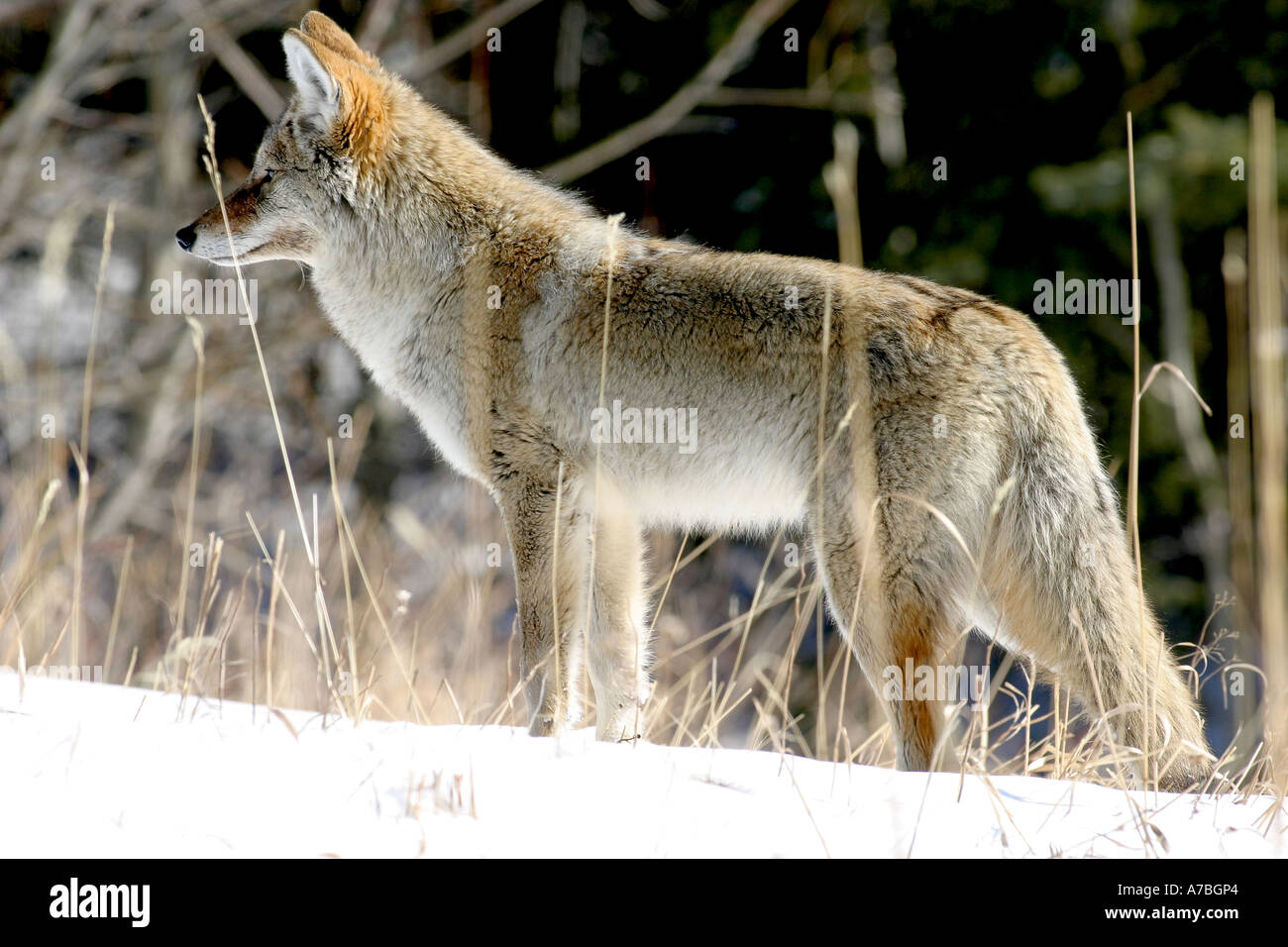 Bushy tail coyote hi-res stock photography and images - Alamy