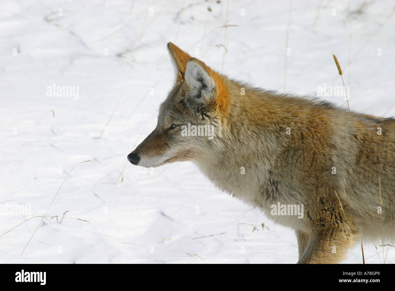 Wildlife of North America, Coyote canis latrans Stock Photo - Alamy