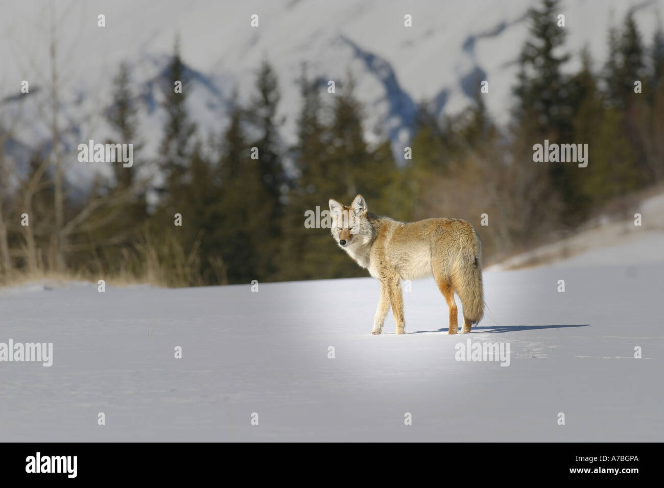 Bushy tail coyote hi-res stock photography and images - Alamy