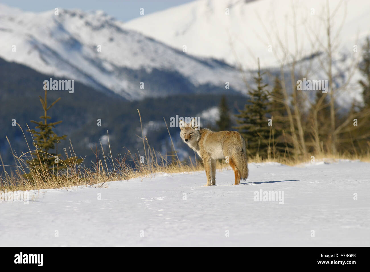 Wildlife of North America, Coyote canis latrans Stock Photo - Alamy