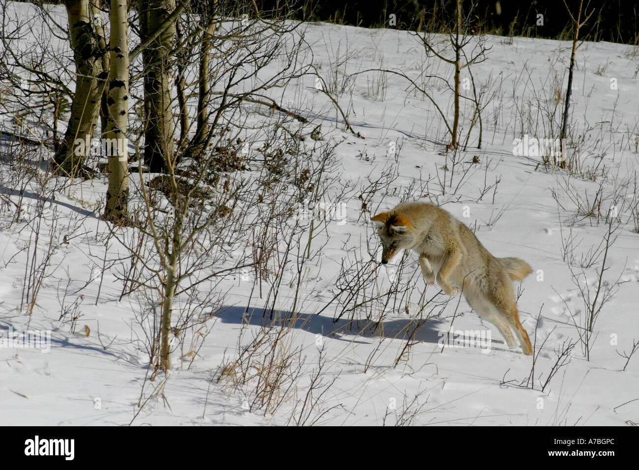 Wildlife of North America, Coyote canis latrans pouncing on a mouse ...