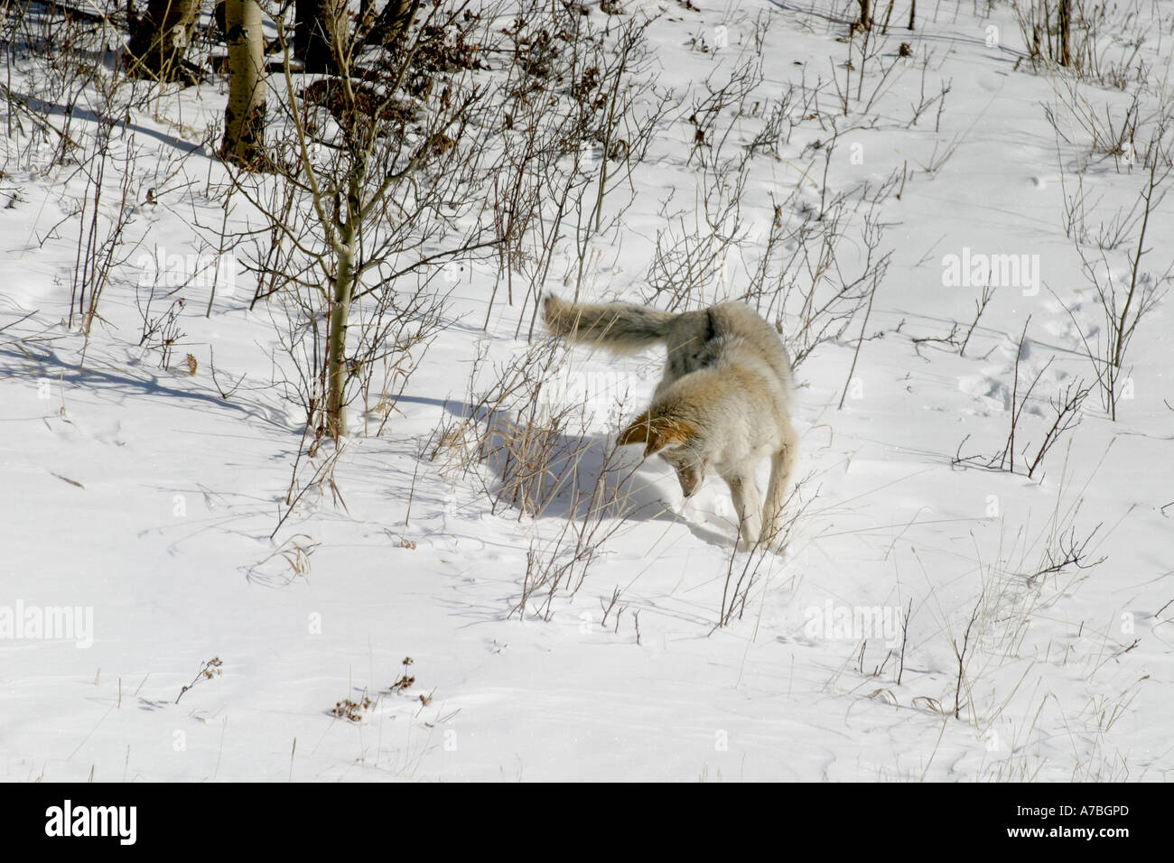 Wildlife of North America, Coyote canis latrans Stock Photo - Alamy