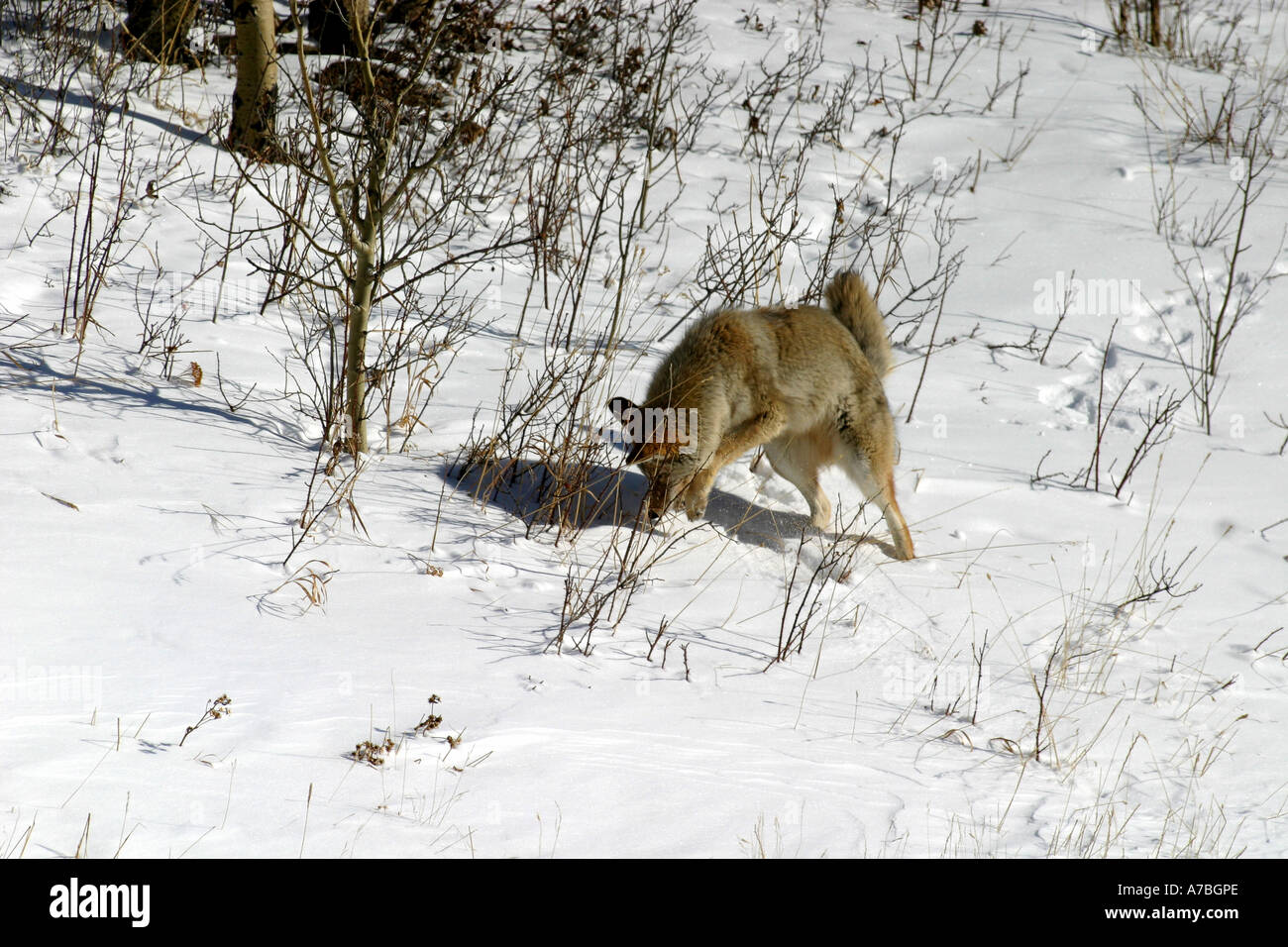 Wildlife of North America, Coyote canis latrans Stock Photo - Alamy