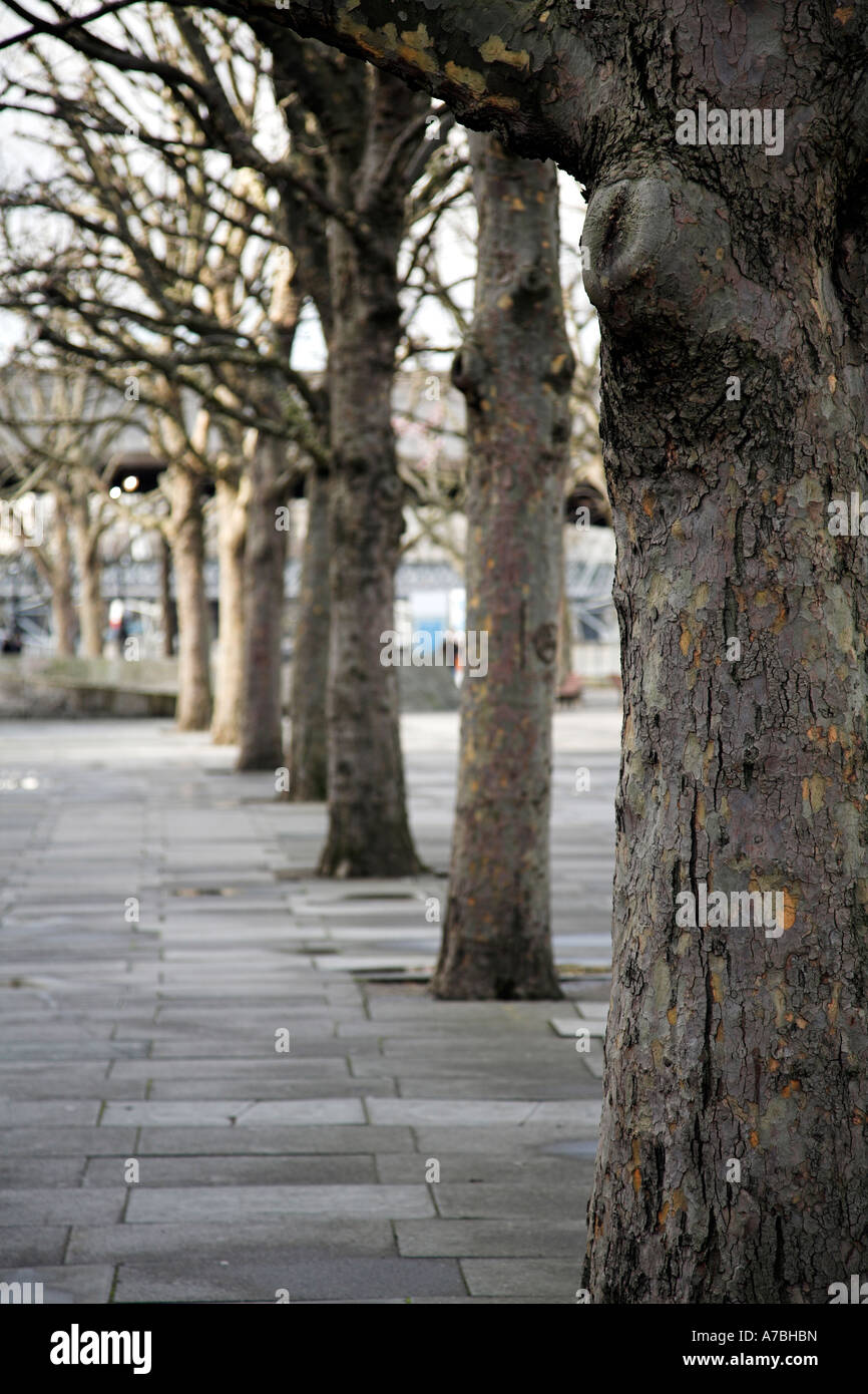 London Plane Trees Stock Photo - Alamy