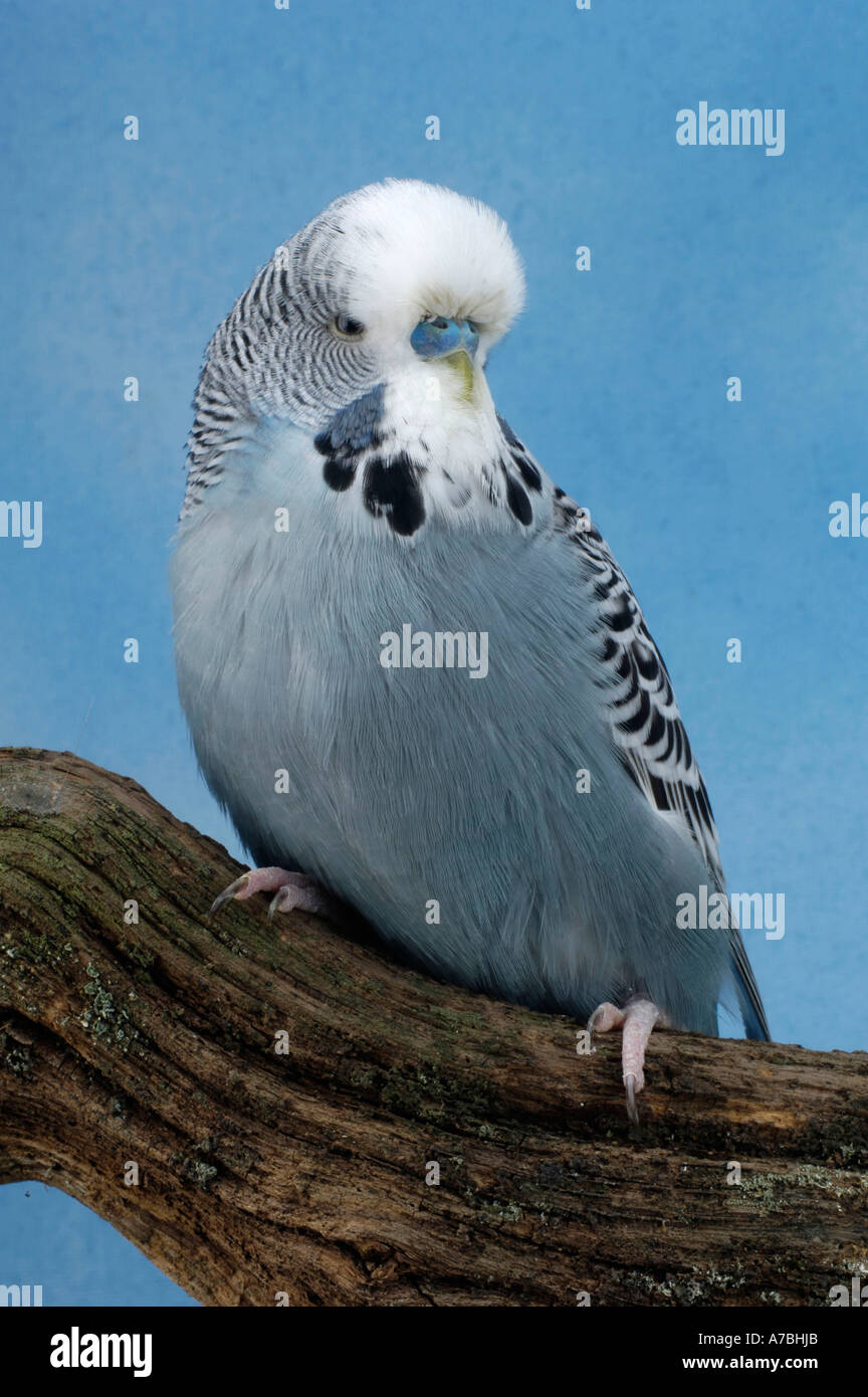 Budgerigar grey hi-res stock photography and images - Alamy