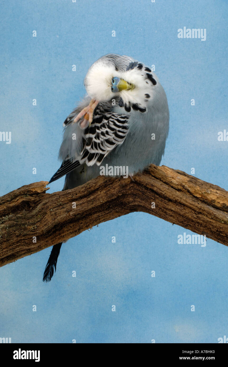 Grey budgie hi-res stock photography and images - Alamy