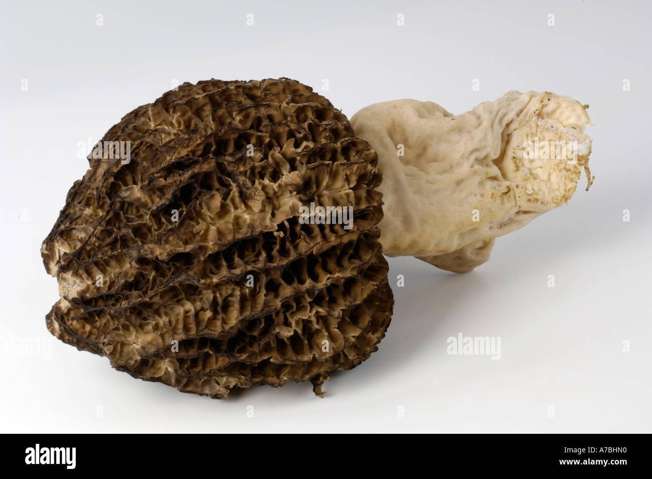 Morel cut out hi-res stock photography and images - Alamy