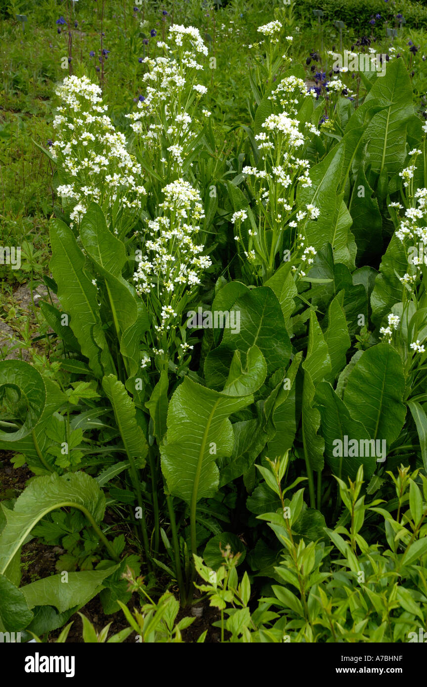 Horseradish plants hi-res stock photography and images - Alamy