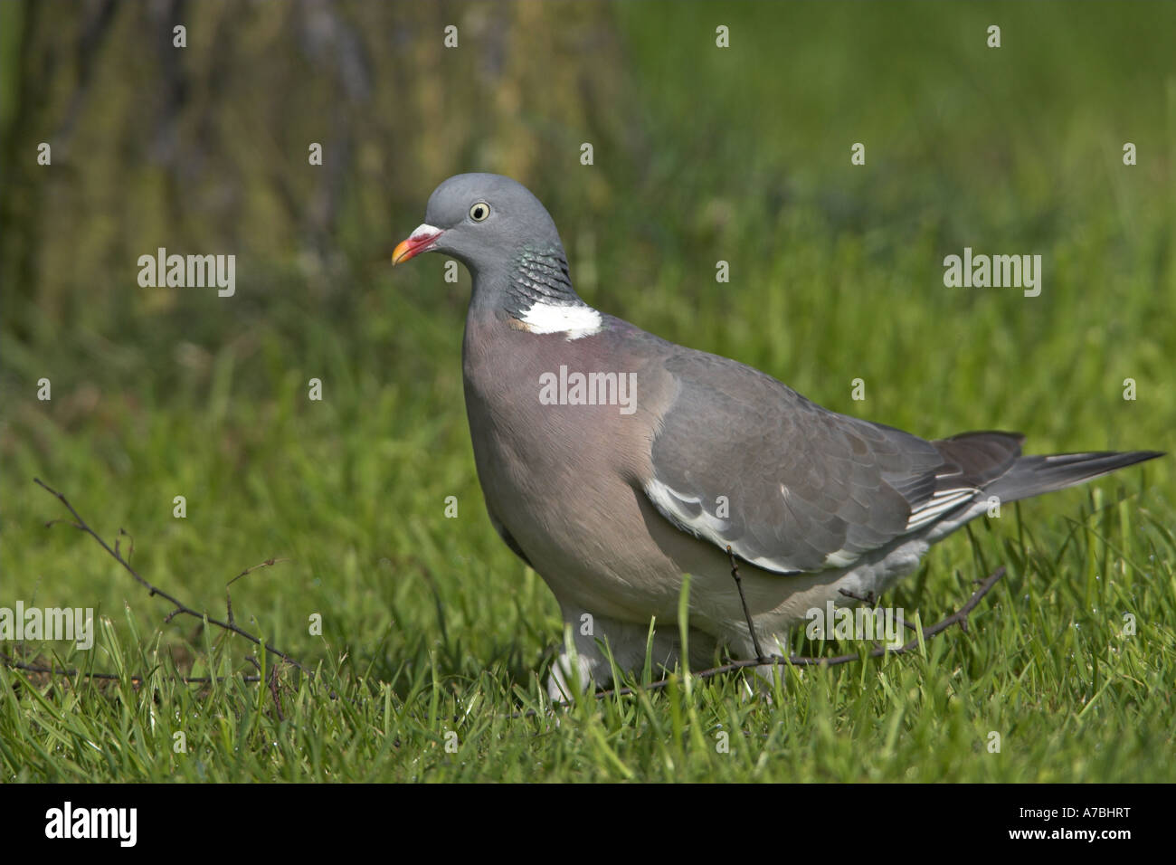 Woodpigeon Columba palumbus adult collecting nest material, Todwick ...