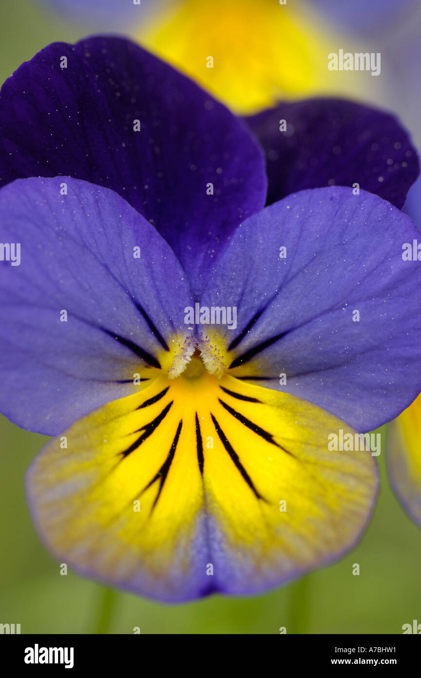 Wild pansy hi-res stock photography and images - Alamy
