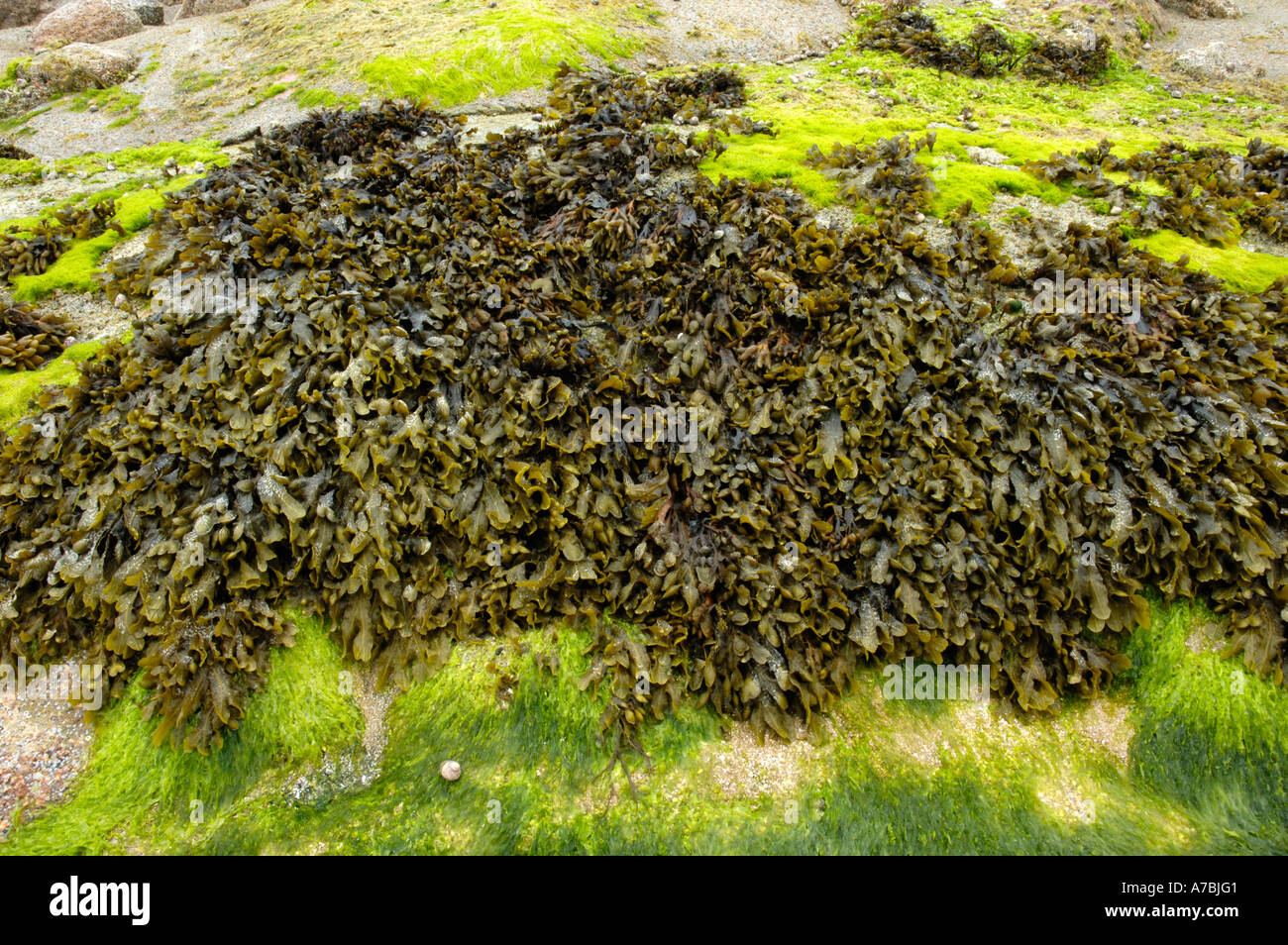Channel wrack hi-res stock photography and images - Alamy