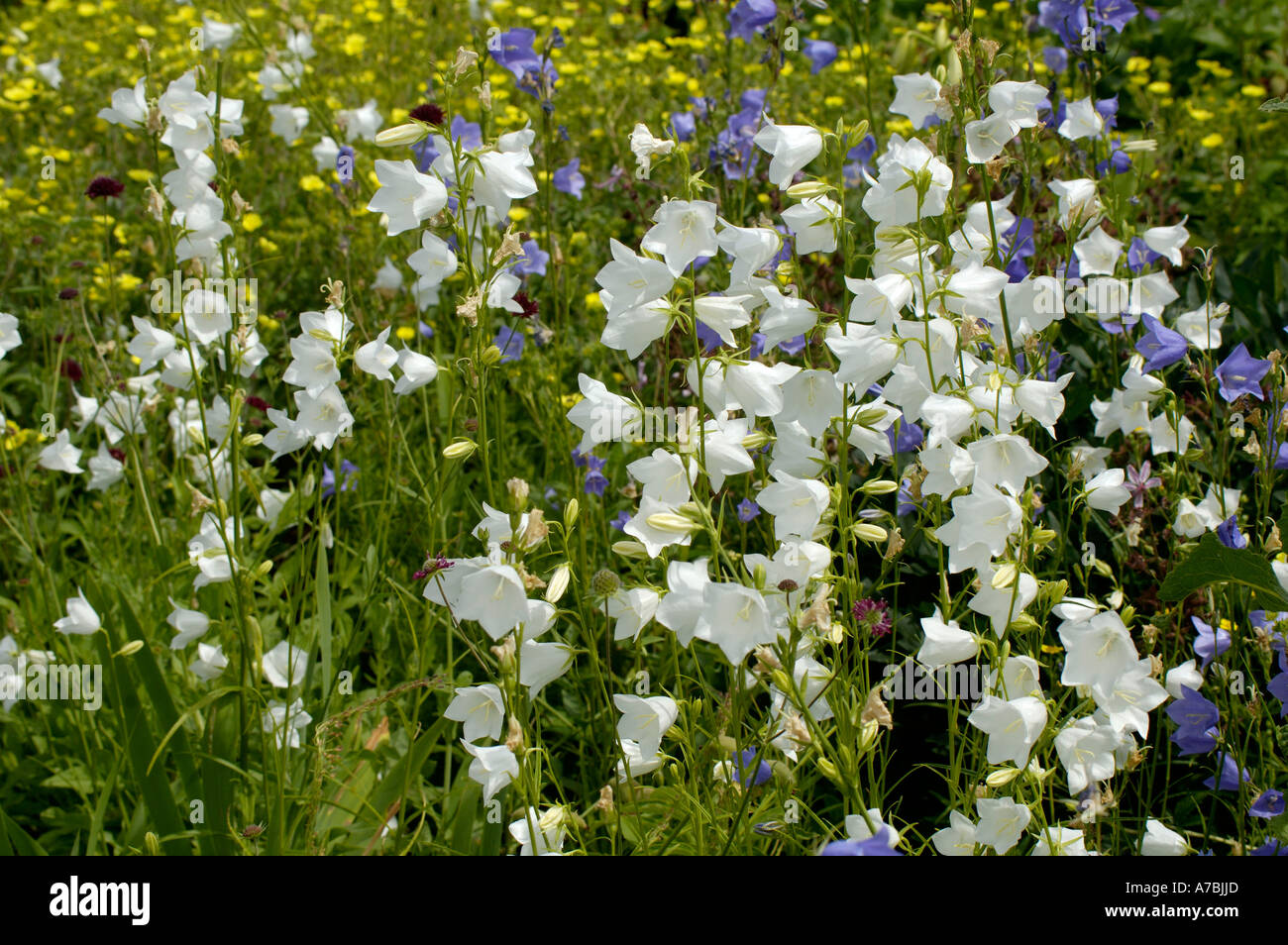 White harebell hi-res stock photography and images - Alamy