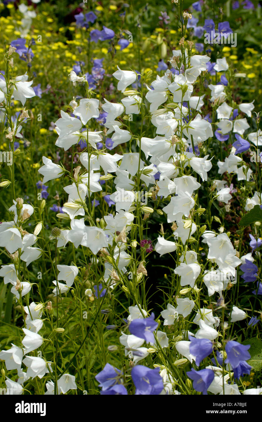 White harebell hi-res stock photography and images - Alamy