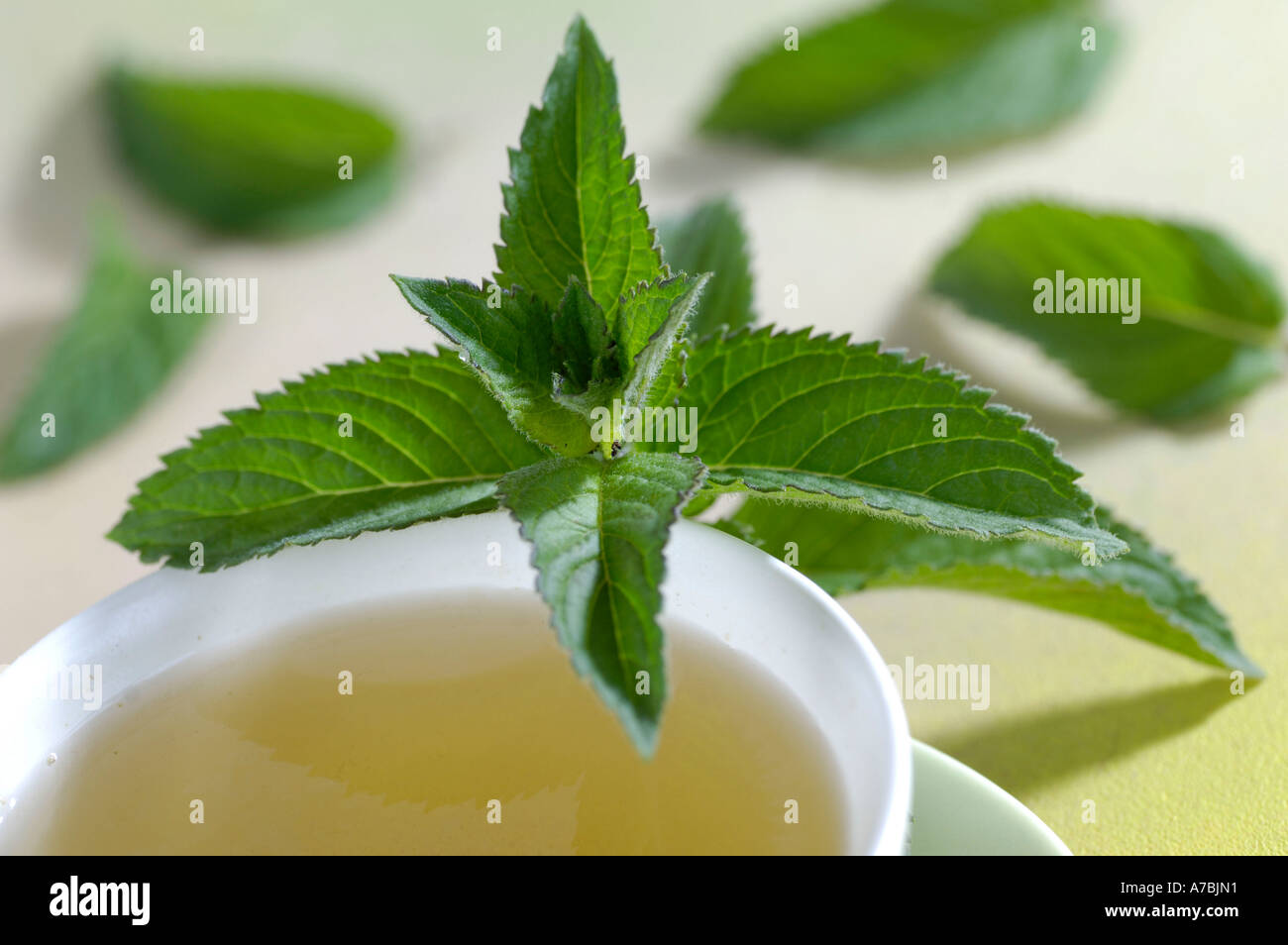 Peppermint tea Echte Pfefferminze Pfefferminz-Tee Stock Photo - Alamy