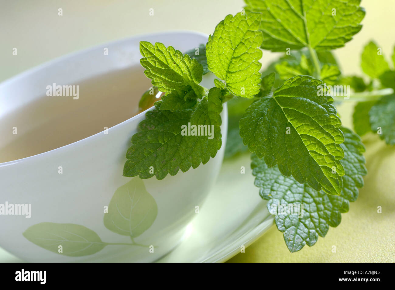 Lemon Balm Sweet Balm Stock Photo - Alamy