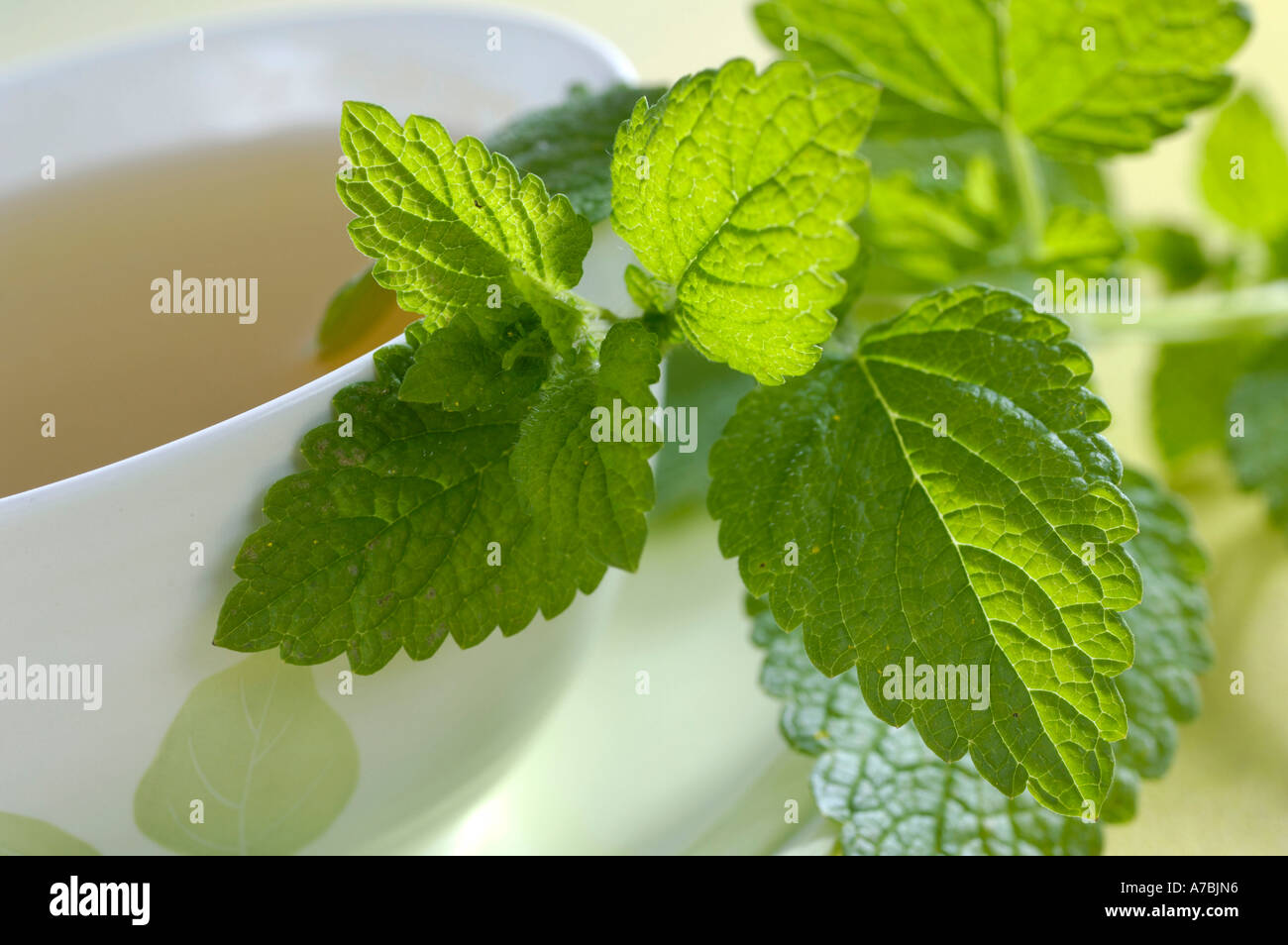 Lemon Balm Sweet Balm Stock Photo - Alamy