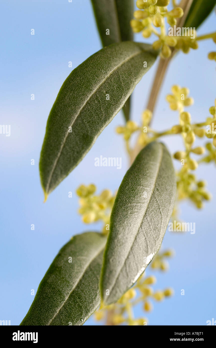 Upright olive branch hi-res stock photography and images - Alamy