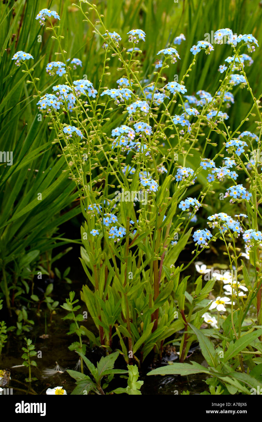 Blue water speedwell hi-res stock photography and images - Alamy