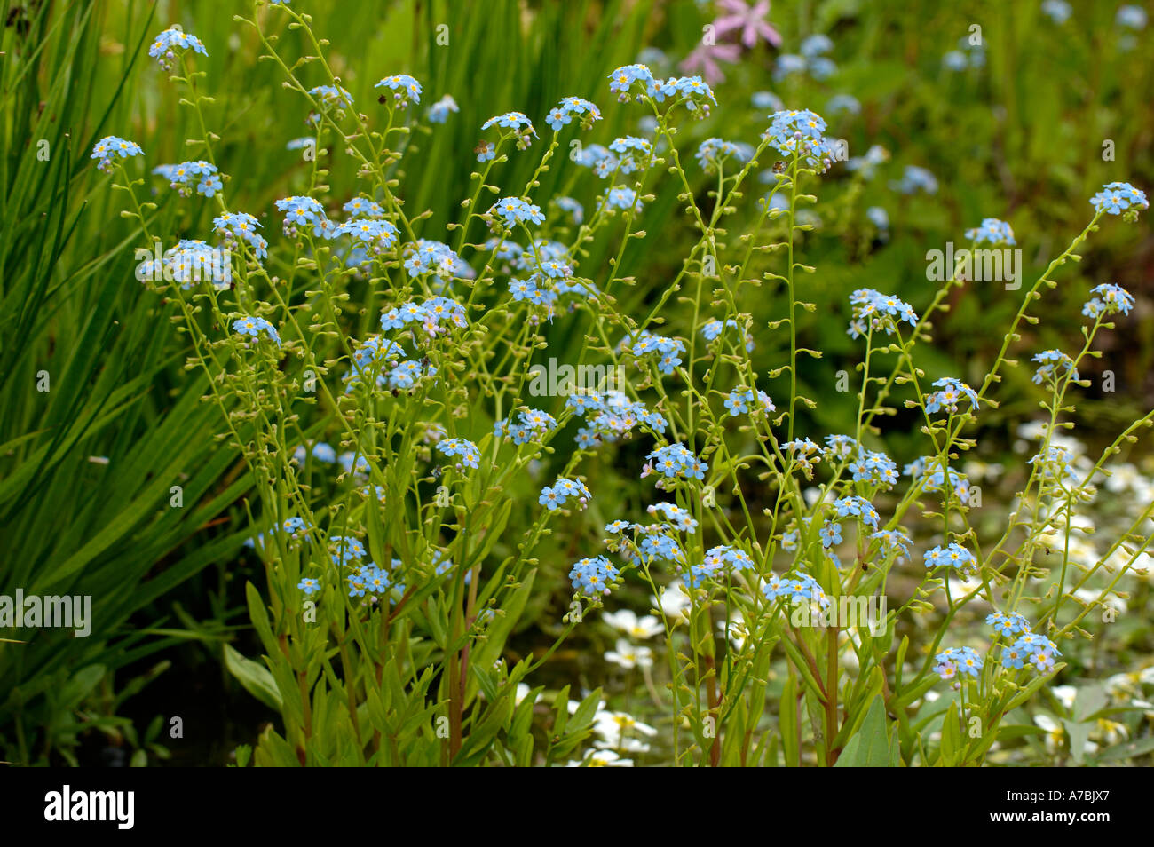 Water speedwell hi-res stock photography and images - Alamy