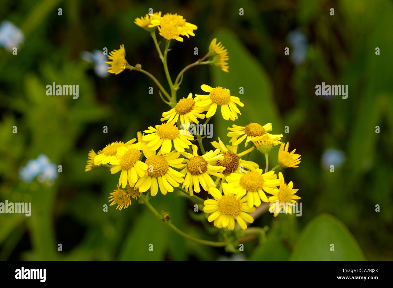 Groundsel plants hi-res stock photography and images - Alamy