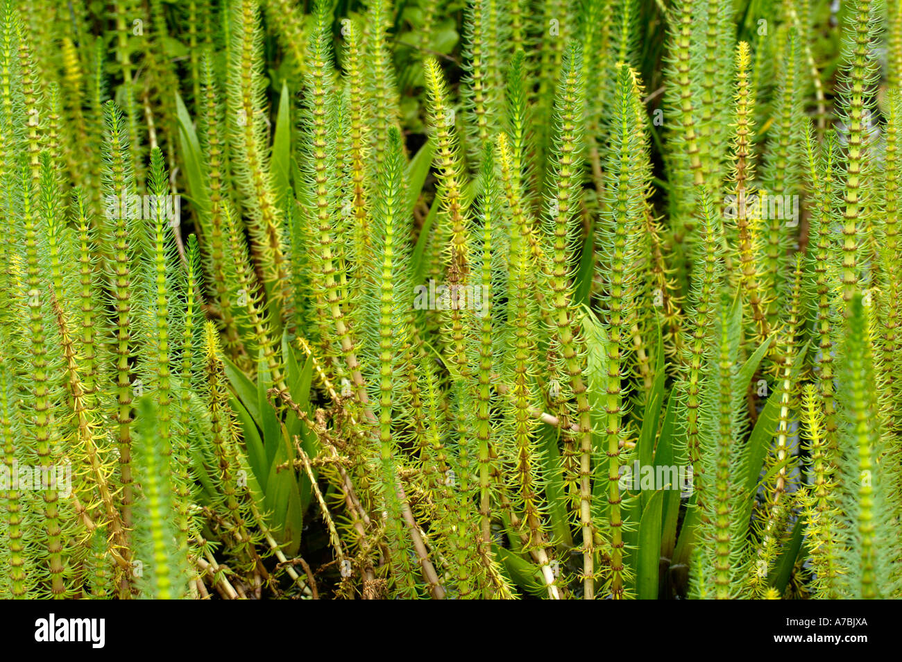 Marestail hi-res stock photography and images - Alamy