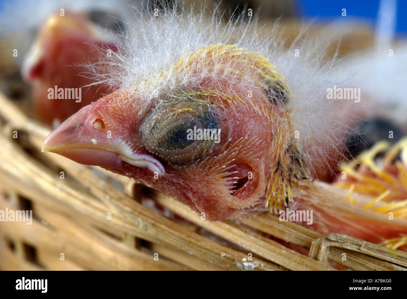 Canary in nest hi-res stock photography and images - Alamy