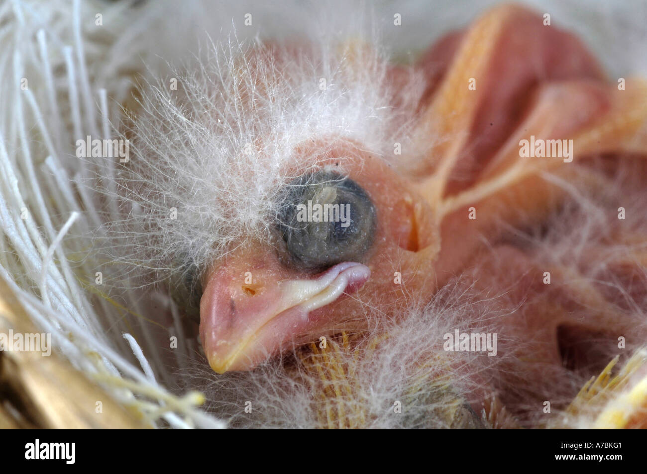 Canary in nest hi-res stock photography and images - Alamy