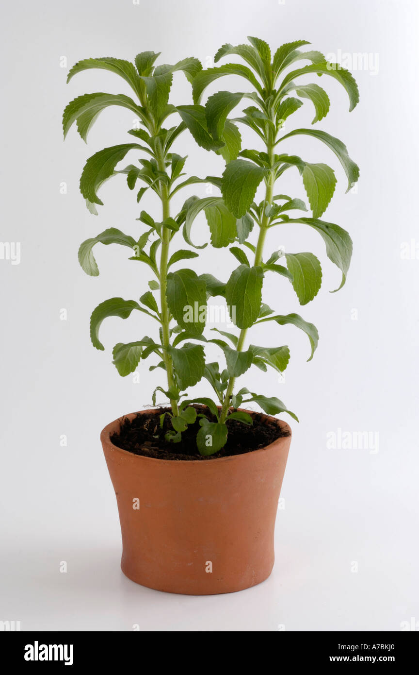 Stevia flowers hi-res stock photography and images - Alamy