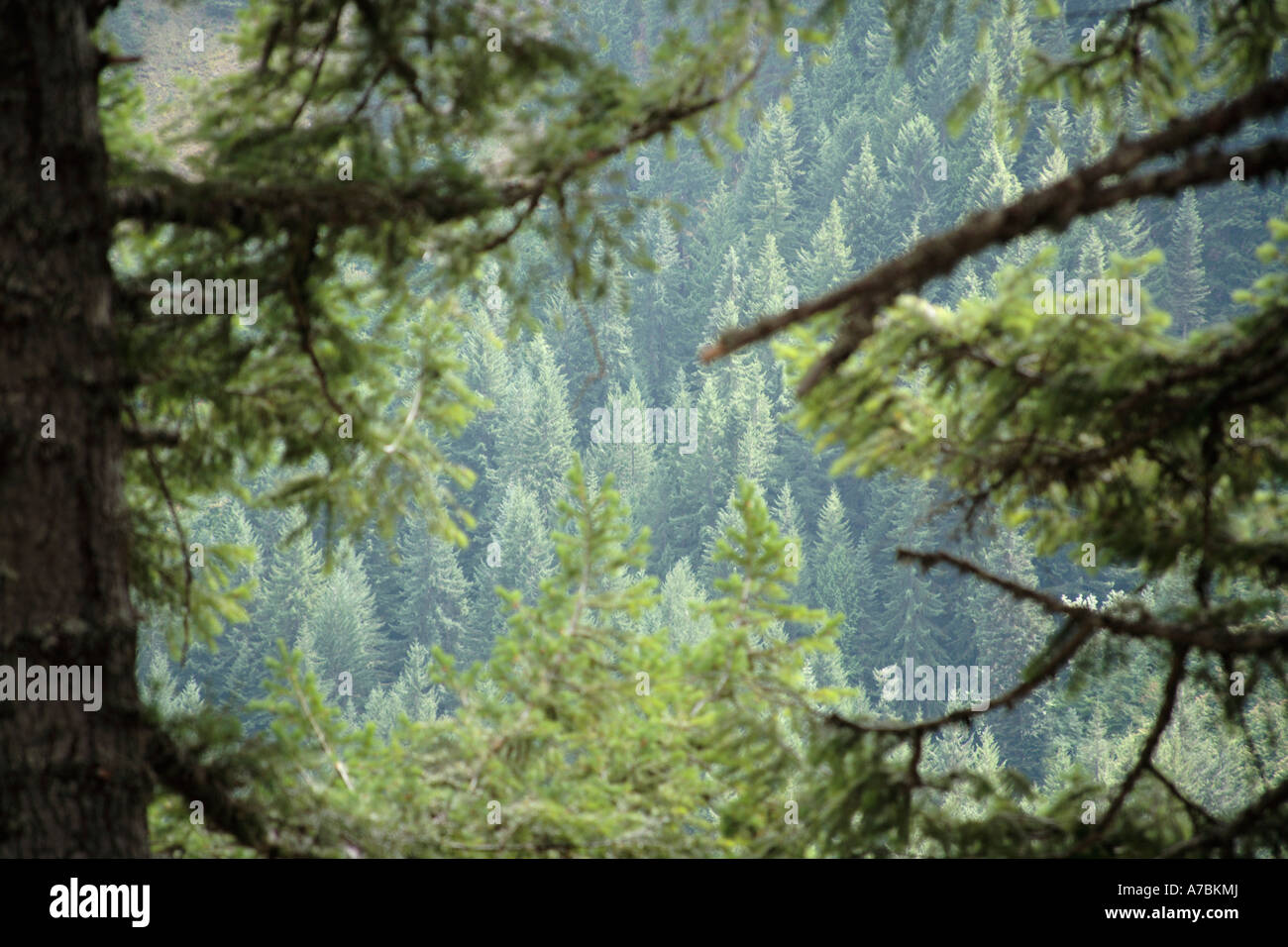 Forest at Mt. Rainier Stock Photo - Alamy