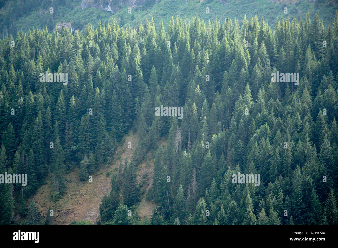 Forest at Mt. Rainier Stock Photo - Alamy