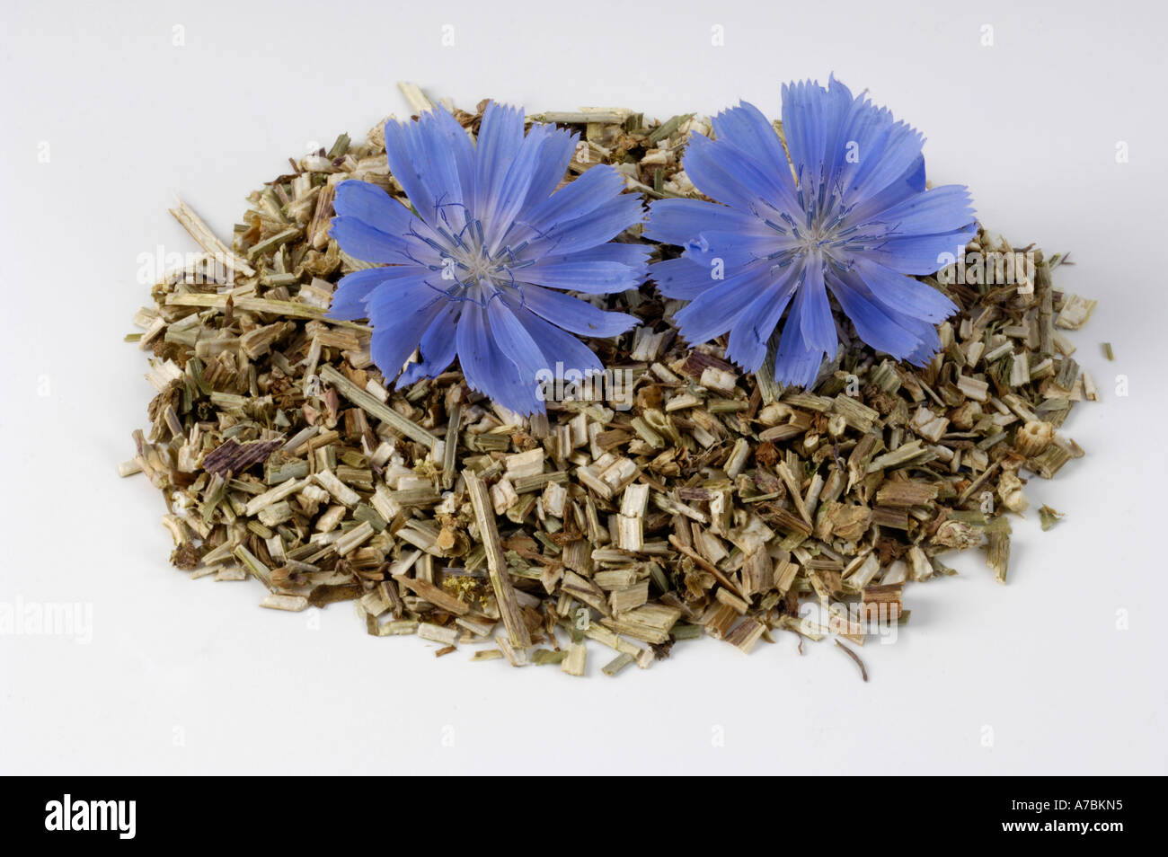 Chicory dried cichorium intybus hi-res stock photography and images - Alamy