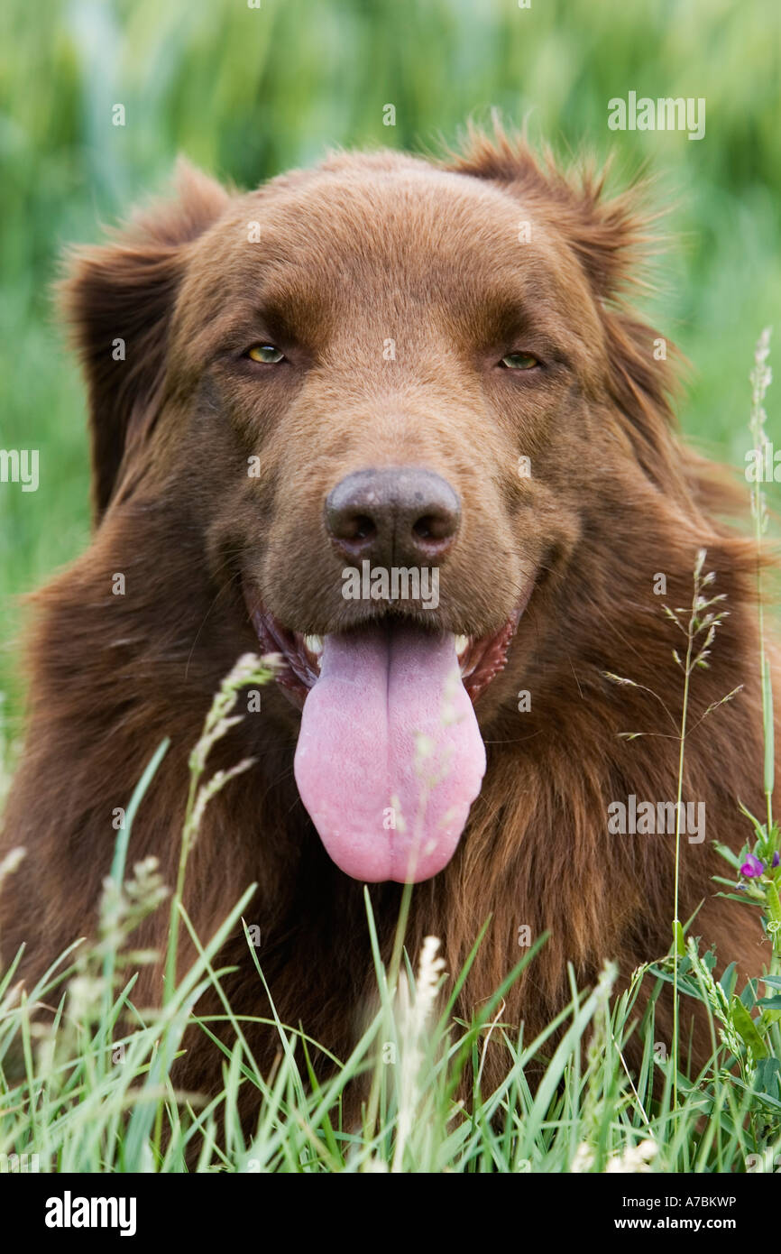 Mongrel dog hi-res stock photography and images - Alamy