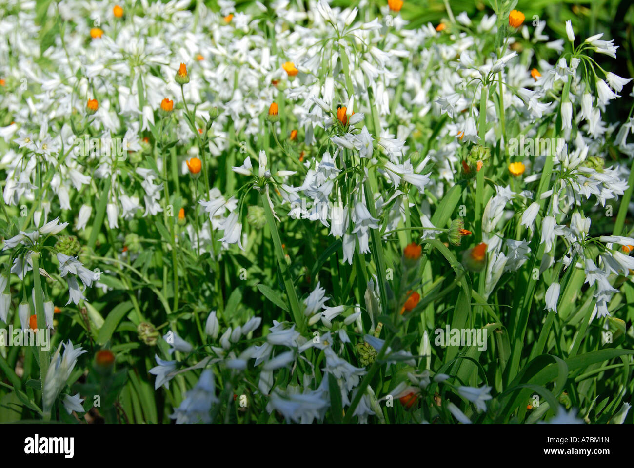 "Wild "allium triquetrum" and calendula, California Stock Photo - Alamy