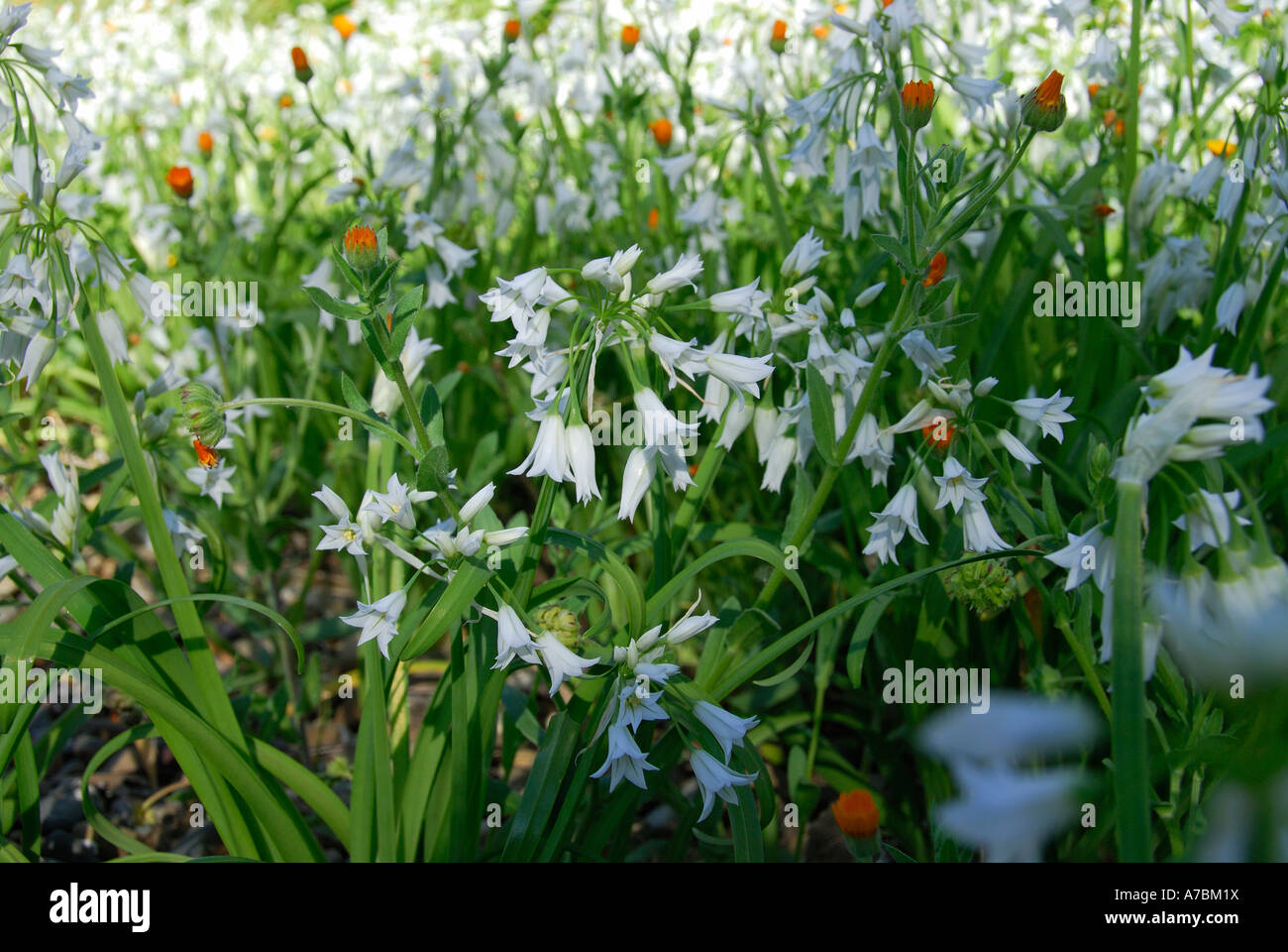 "Wild "allium triquetrum" and calendula, California Stock Photo - Alamy