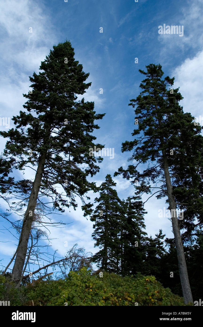Wonderland trail acadia national park hi-res stock photography and ...