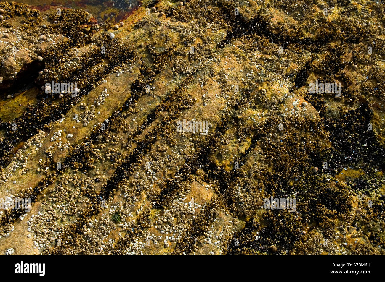 Wonderland trail acadia national park hi-res stock photography and ...