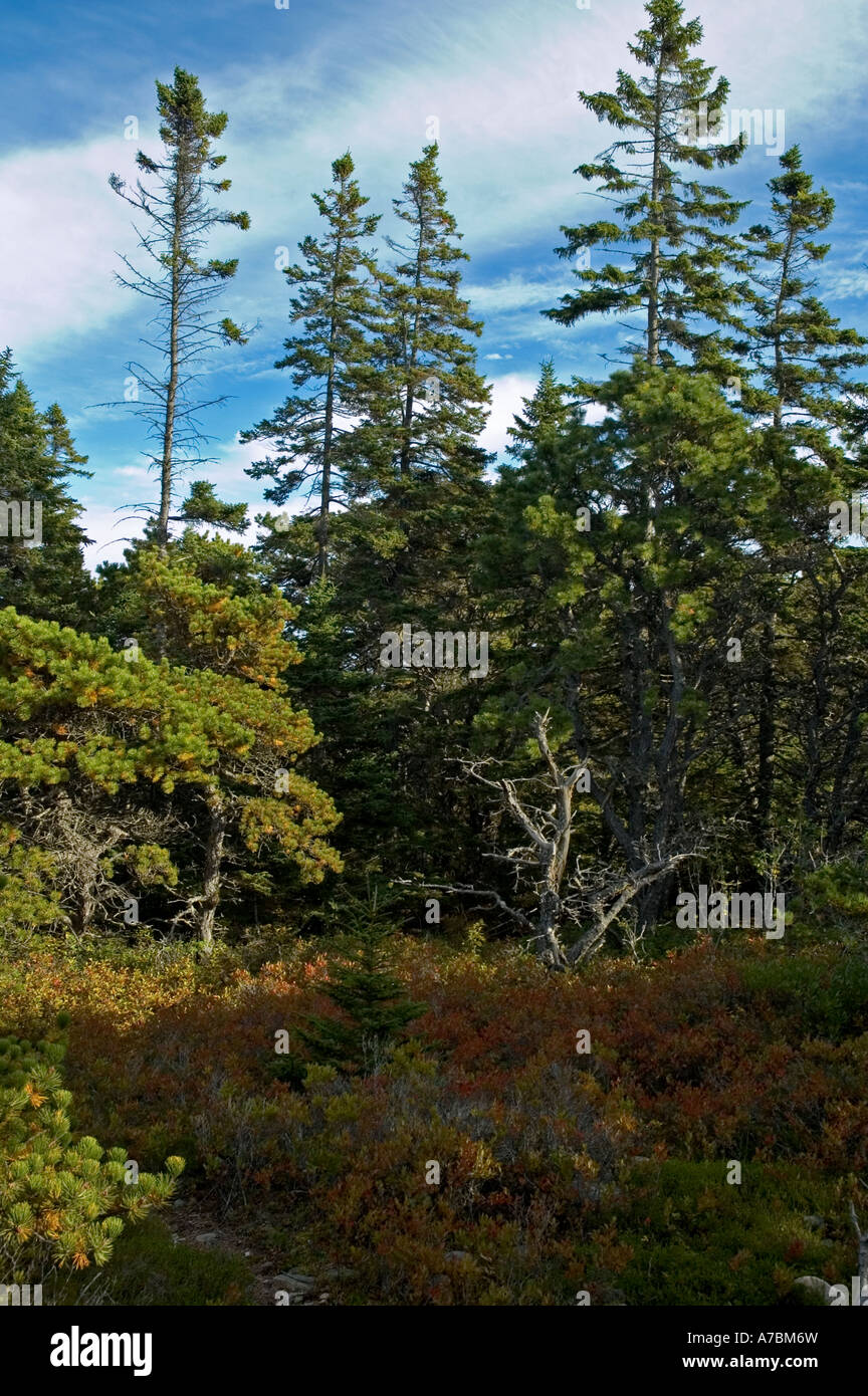 Wonderland trail acadia national park hi-res stock photography and ...